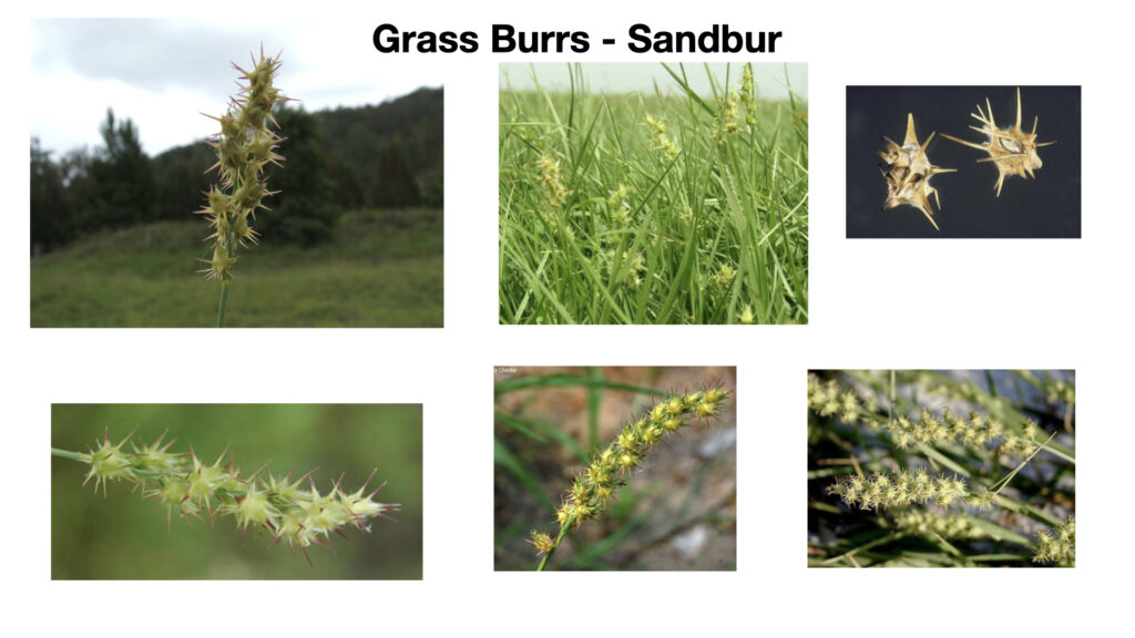 Get Rid of Grass Burrs Sandburr Sticker Picking Burr Buster